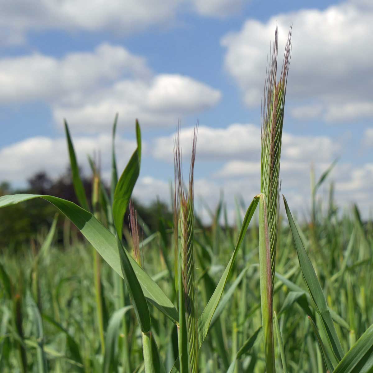Home - Boerderij De Kraanvogel