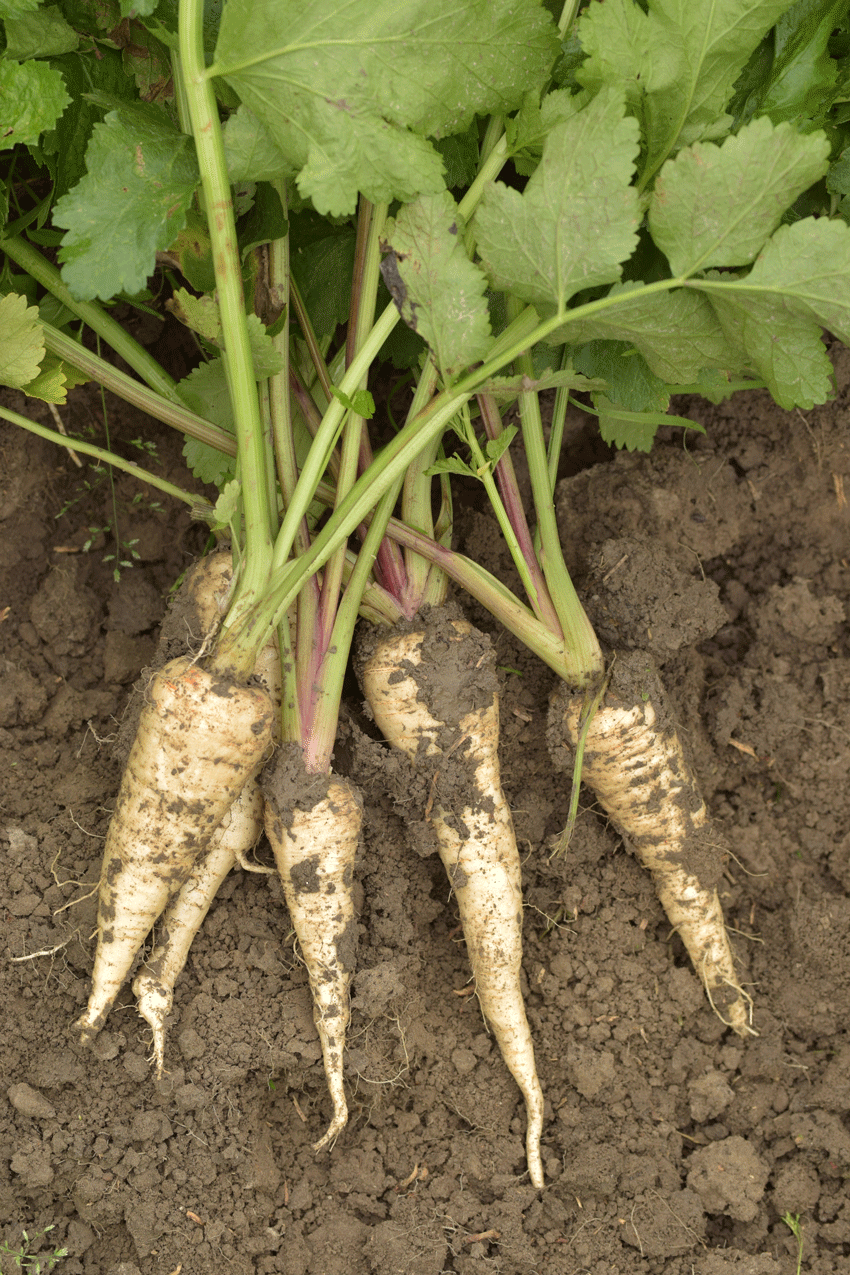 Stamppot van knolselderij, pastinaak en groene kool met spekjes en ...