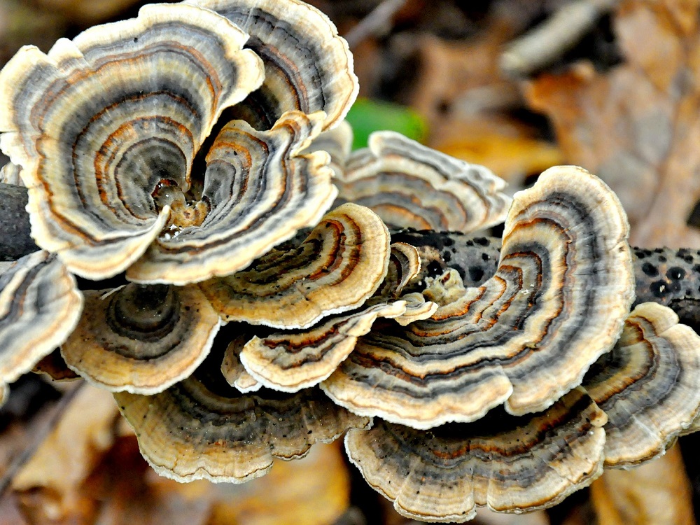Zwammen workshop op komst - Boerderij De Kraanvogel